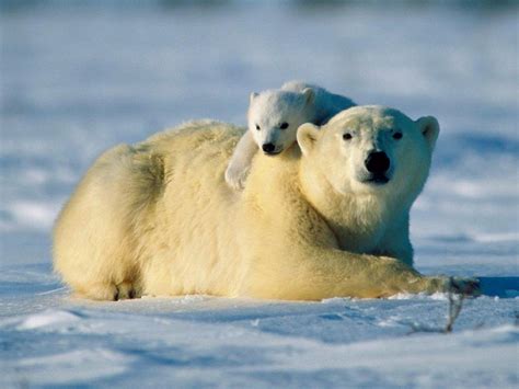 Bear Hug Polar Bear Mother And Cub Display Full Image