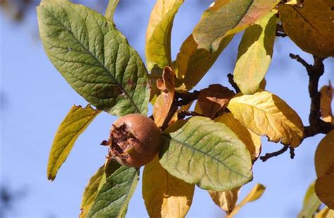Fruit Trees Home Gardening Apple Cherry Pear Plum Columnar Fruit