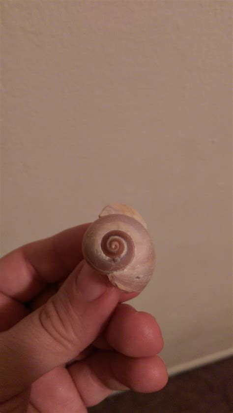 Someone Said This Shell Looks Like A Boob Well It Has A Butthole Too Album On Imgur