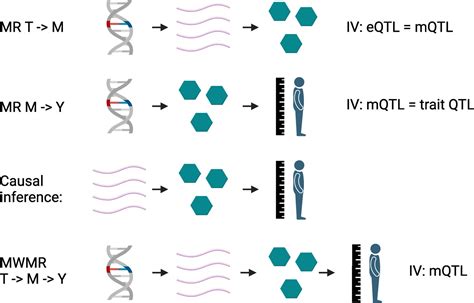 Genetics The Next Step In Mendelian Randomization Elife