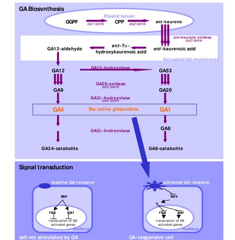 Biosynthesis And Signal Transduction Pathways Of Ga Download
