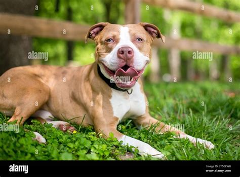Spotted Pitbull