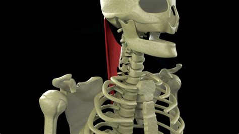 Splenius Capitis Myoreflex