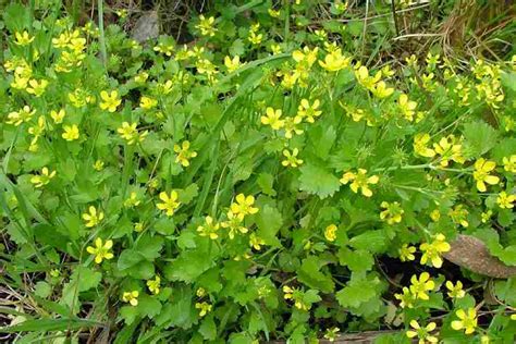 Ranunculus Muricatus