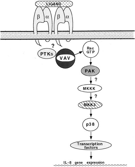 RAC1 P38 MAPK Signaling Pathway Controls β1 IntegrinInduced