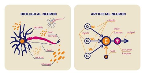 premium vector visual schemes of biological and artificial neurons