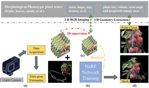 Framework Of Phenotyping System Via Nerf A Data Preparation B