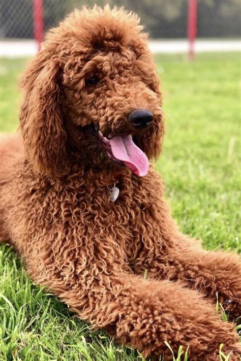 Red Poodle Guide Everything You Need To Know