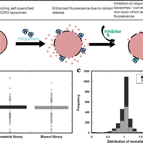A Illustration Of The Membrane Permeabilization Assay Using Download Scientific Diagram