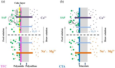 Open Access Membrane Fouling Of Forward Osmosis In Dewatering Of Soluble Algal Products