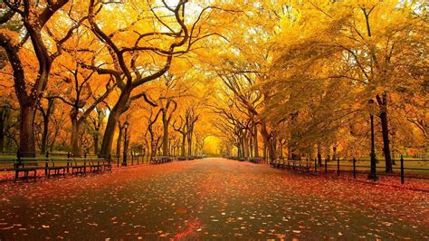 Download Park On Fall Season Wallpaper