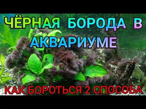ЧЁРНАЯ БОРОДА В АКВАРИУМЕ КАК БОРОТЬСЯ 2 МЕТОДА КАК ИЗБАВИТЬСЯ ОТ ...