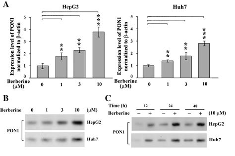 Figure 2 From Role Of Jnk And C Jun Signaling Pathway In Regulation Of