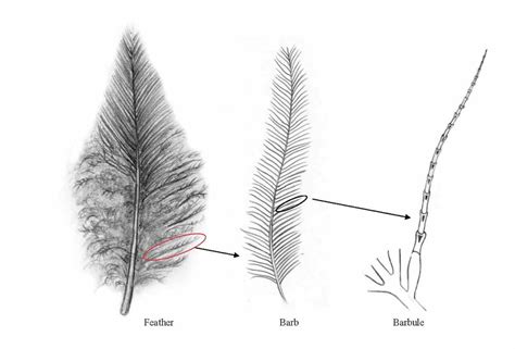 The Secret Of Bird Feathers Whats A Feather Look Like Under A Microscope Rs Science