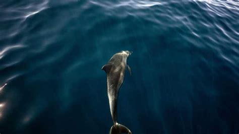 Scientists Warn Entire Branches Of The Tree Of Life Are Going Extinct