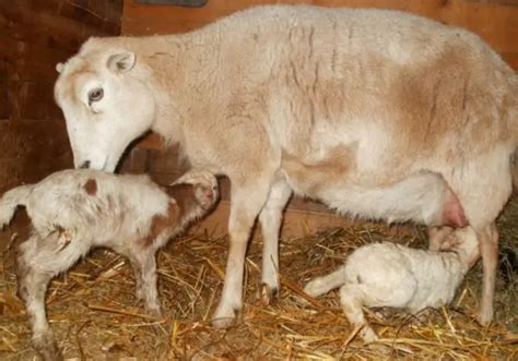 Katahdin Sheep Origin Uses Prices Raising And More Sand Creek Farm
