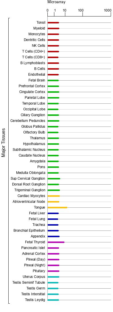 Neb Gene Genecards Nebu Protein Nebu Antibody