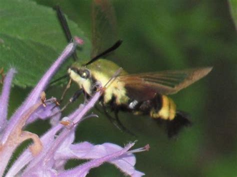 Hemaris Diffinis Bugguide Net