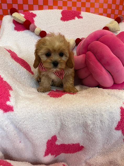 Potato Cavapoo Luxury Teacups