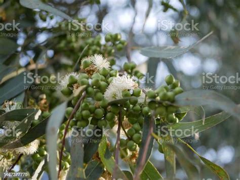 녹색 잎과 새싹의 배경에 작은 향기로운 흰색 유칼립투스 꽃 화창한 봄날 자연 환경에서 약용 식물의 개화 0명에 대한 스톡 사진 및 기타 이미지 Istock