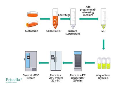 Technical Principles And Procedures For Cell Cryopreservation And