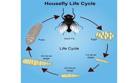Kill Maggots With Bleach Effective Solutions