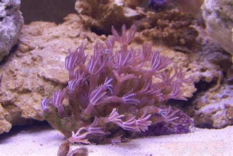 X2 Anthelia Spp Frag Coral Includes Free Mystery Frag Only