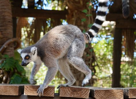 Gato De Cola Anillada Lémur De Cola Anillada Madagascar Foto Gratis