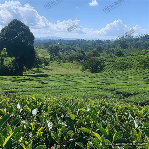 Ai创作图三洲茶田 超广角茶田图 茶王国 布朗山茶山 塘堀茶山 茶田大山 斯里兰卡茶园 茶园实景 茶地谷地 布央茶园 优质茶园 阿里山石桌茶园