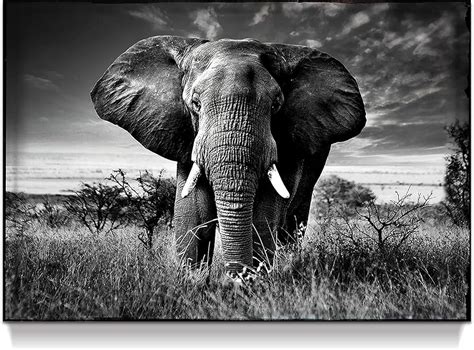 Elephant Artwork Black And White