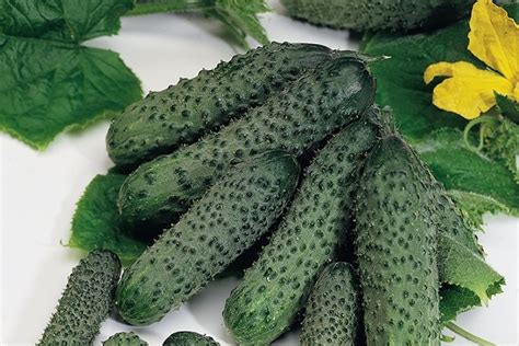 Огурец Гуннар: характеристика и описание сорта, особенности выращивания ...