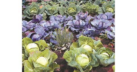 Зелевите семена не се различават но младите кълнове да Български Фермер