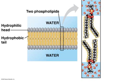Biology Chapter Flashcards Quizlet