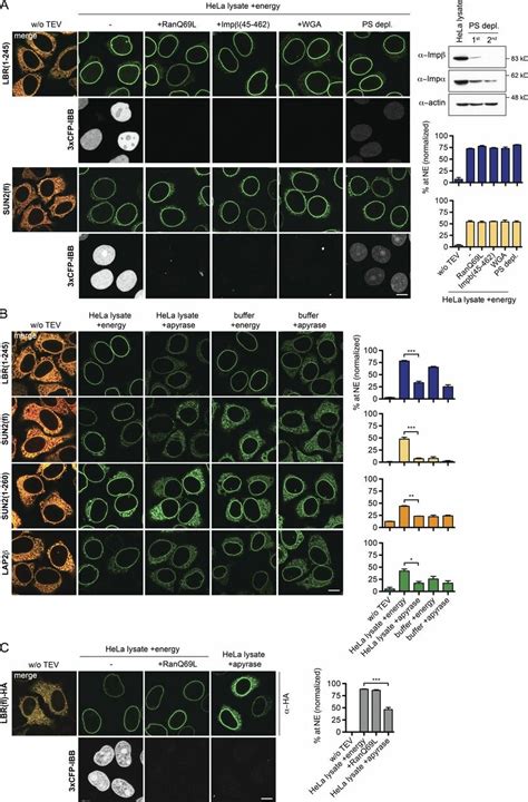 Targeting Of Lbr And Sun2 In Vitro Is Energy But Not Rangtp Dependent