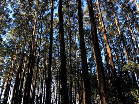 Impacts On Forest Yield Why No 2 Forests Yield The Same