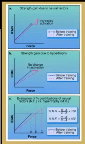 Neuromuscular Adaptation To Resistance Training Flashcards Quizlet