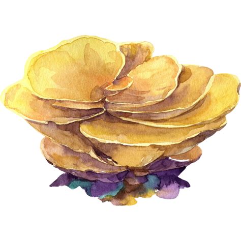 Coral Substrate And Rugosity Wiseoceans