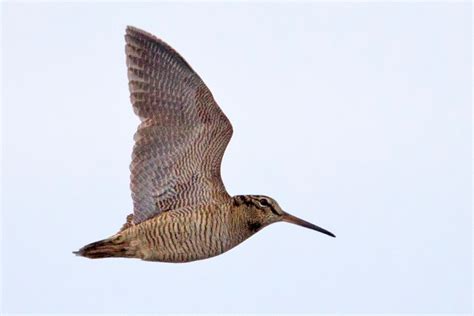Common Snipe Great Snipe And Eurasian Woodcock Photo Id Guide Birdguides