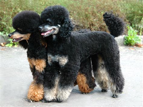 Musings Of A Biologist And Dog Lover Mismark Case Study Poodle