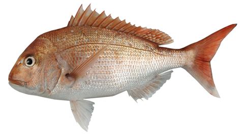 Snapper Status And Information Nz Government