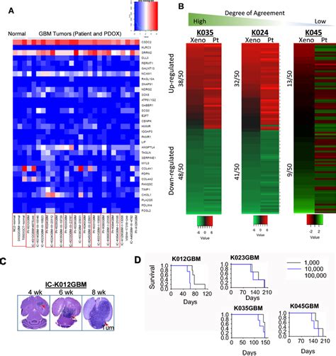 rnaseq analysis and in vivo tumor growth of pdox models a hierarchical