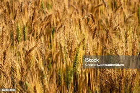 밀 초원 여름에 잘 익은 골드 보리 필드 수확을 위해 자라는 자연 유기농 황호 식물 가을에 대한 스톡 사진 및 기타 이미지 가을 건강한 생활방식 건강한 식생활