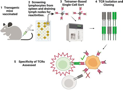 Identification Of Neoepitope Reactive T Cell Receptors Guided By Hla A0301 And Hla A1101