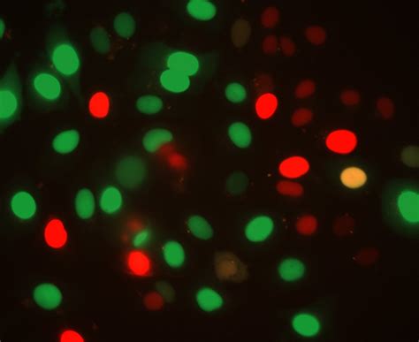 github ajdavies73 h2b fucci2a nucleus segmentation and cell cycle