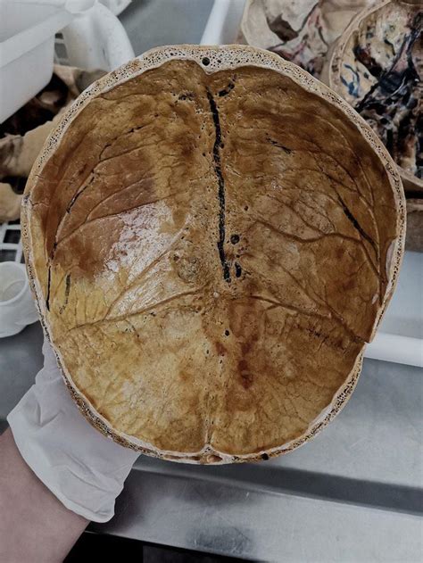 ბიოლოგია Biology თავის ქალას შიდა მხარე Facebook