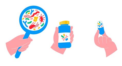 Probiotics And Gut Microbiome Royalty Free Vector Image