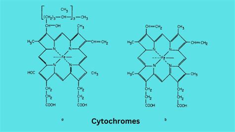 Cytochromes Science Query