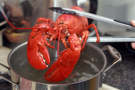 Do Lobsters Feel Pain?