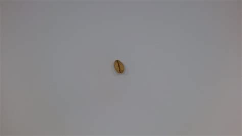 Coffee Quality Detection Object Detection Model By Coffeebeans