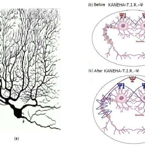 A Left Small Neural Network B Right Top Illustration Of Weak Download Scientific